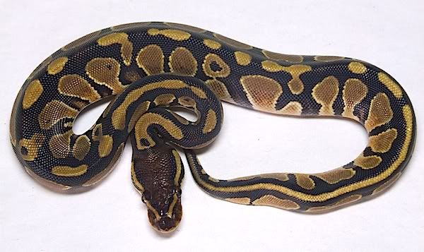Well established Royal Python Hatchlings | Reptile Forums
