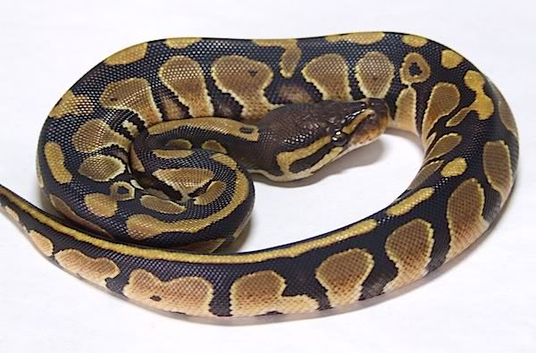 Well established Royal Python Hatchlings | Reptile Forums