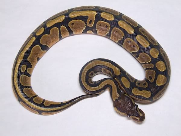 Well established Royal Python Hatchlings | Reptile Forums