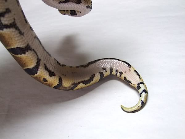 Scotland - Well established Royal Python Hatchlings | Reptile Forums