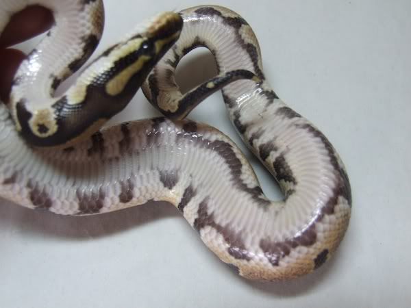 Well established Royal Python Hatchlings | Reptile Forums