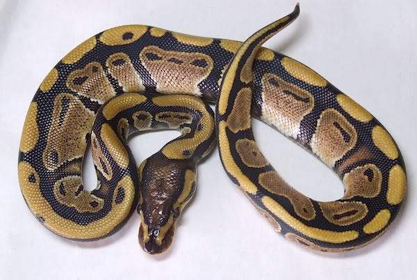 Well established Royal Python Hatchlings | Reptile Forums