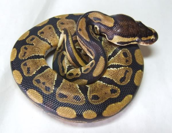 Well established Royal Python Hatchlings | Reptile Forums