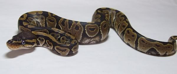 Well established Royal Python Hatchlings | Reptile Forums