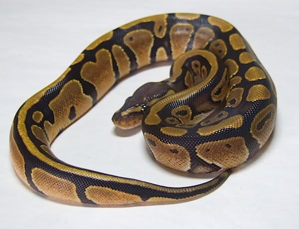 Well established Royal Python Hatchlings | Reptile Forums