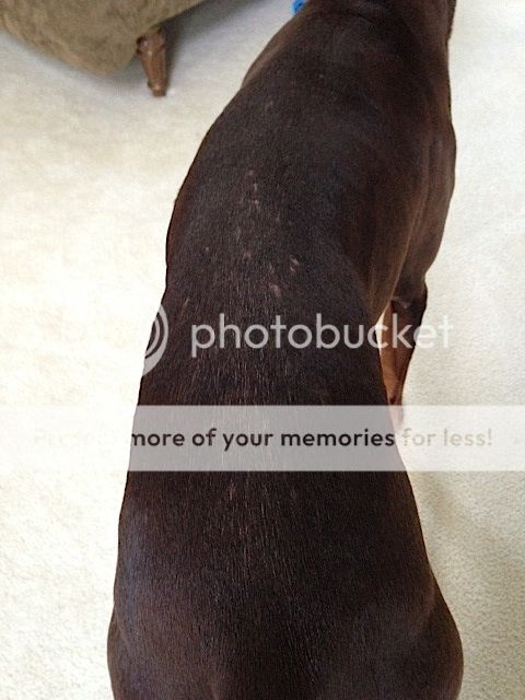 Another thread on skin issues | Doberman Chat Forum