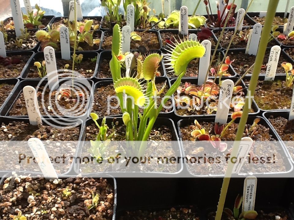 Darwin and Giant Spider - FlyTrapCare Forums