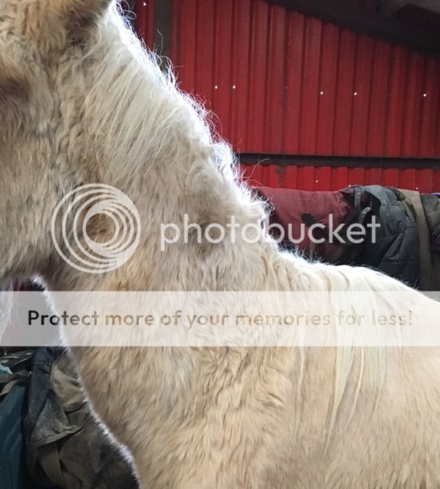 Ewe necked yearling???? | Horse and Hound Forum