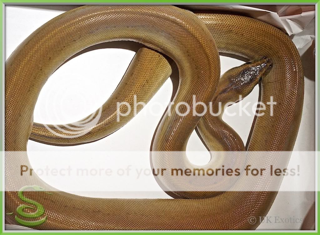 The African Rock Python Thread | Page 34 | Reptile Forums