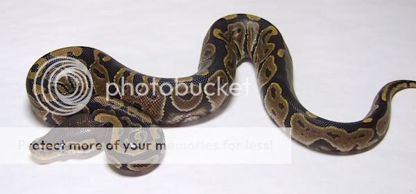 Well established Royal Python Hatchlings | Reptile Forums