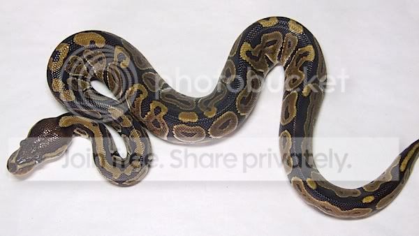 Well established Royal Python Hatchlings | Reptile Forums
