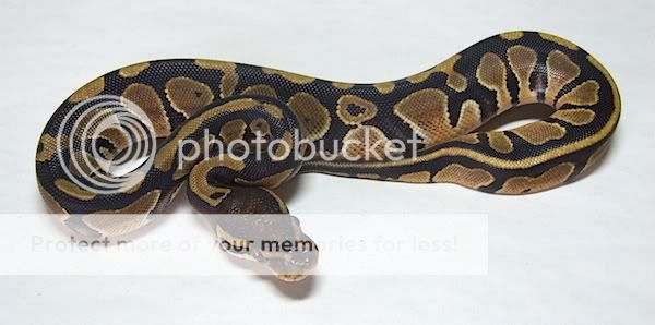 Well established Royal Python Hatchlings | Reptile Forums