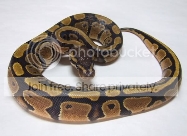 Well established Royal Python Hatchlings | Reptile Forums