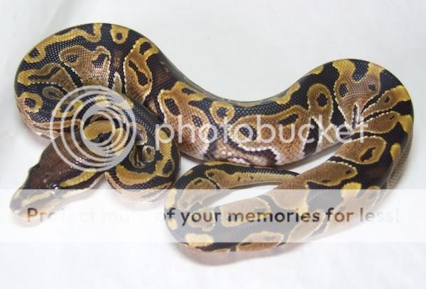 Well established Royal Python Hatchlings | Reptile Forums