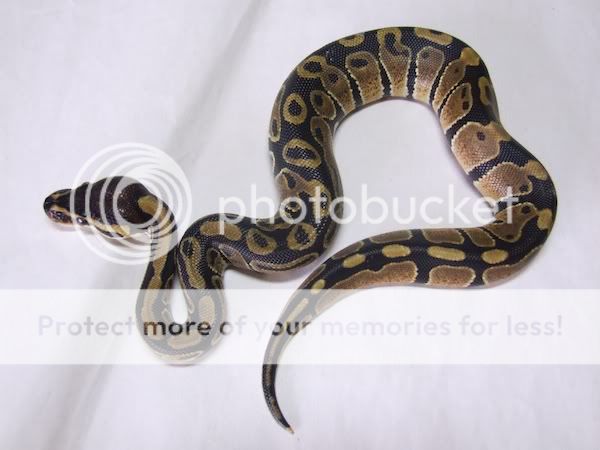 Well established Royal Python Hatchlings | Reptile Forums