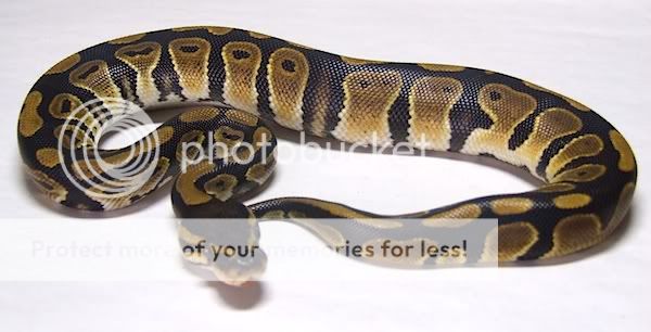 Well established Royal Python Hatchlings | Reptile Forums