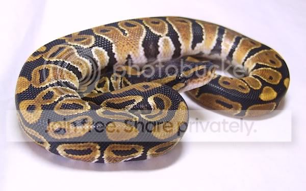 Well established Royal Python Hatchlings | Reptile Forums