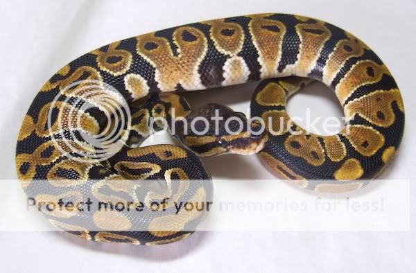 Well established Royal Python Hatchlings | Reptile Forums