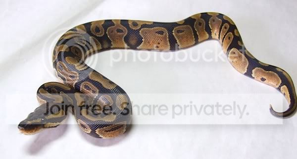 Well established Royal Python Hatchlings | Reptile Forums