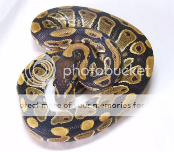 Well established Royal Python Hatchlings | Reptile Forums