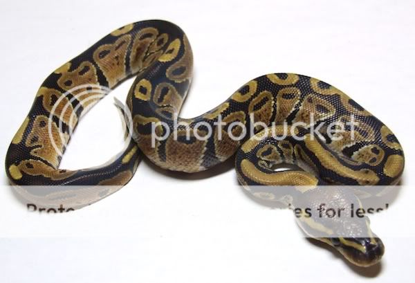 Well established Royal Python Hatchlings | Reptile Forums