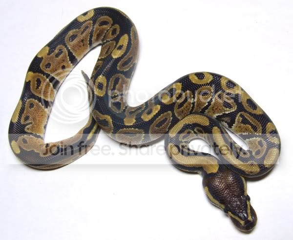 Well established Royal Python Hatchlings | Reptile Forums