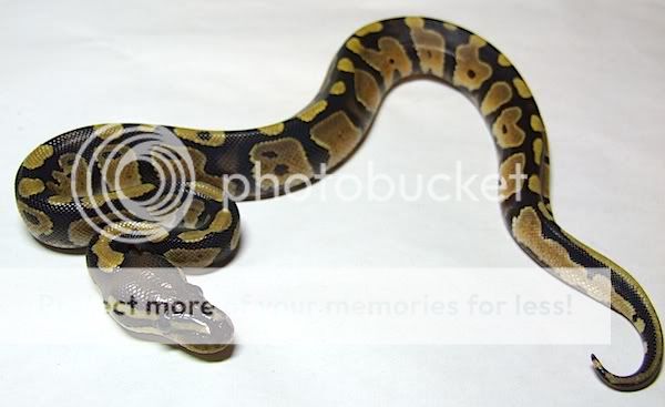 Well established Royal Python Hatchlings | Reptile Forums