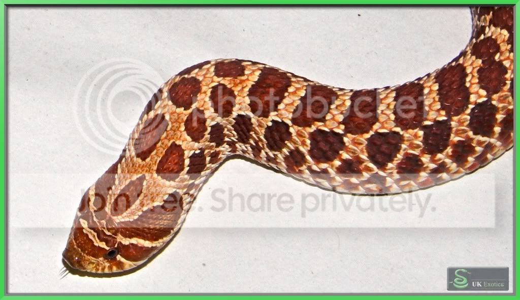 Scotland - Stunning Albino and Phoenix Red Hognose - new UK morph ...