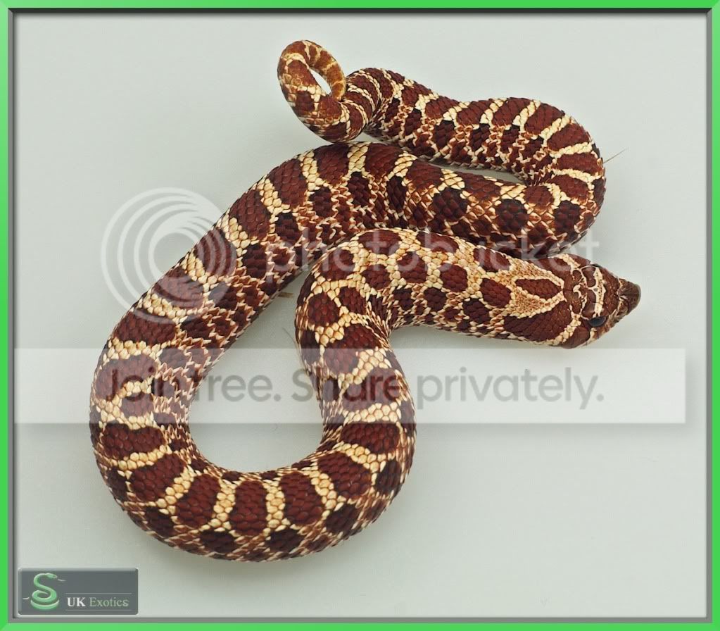 Scotland - Stunning Albino and Phoenix Red Hognose - new UK morph ...